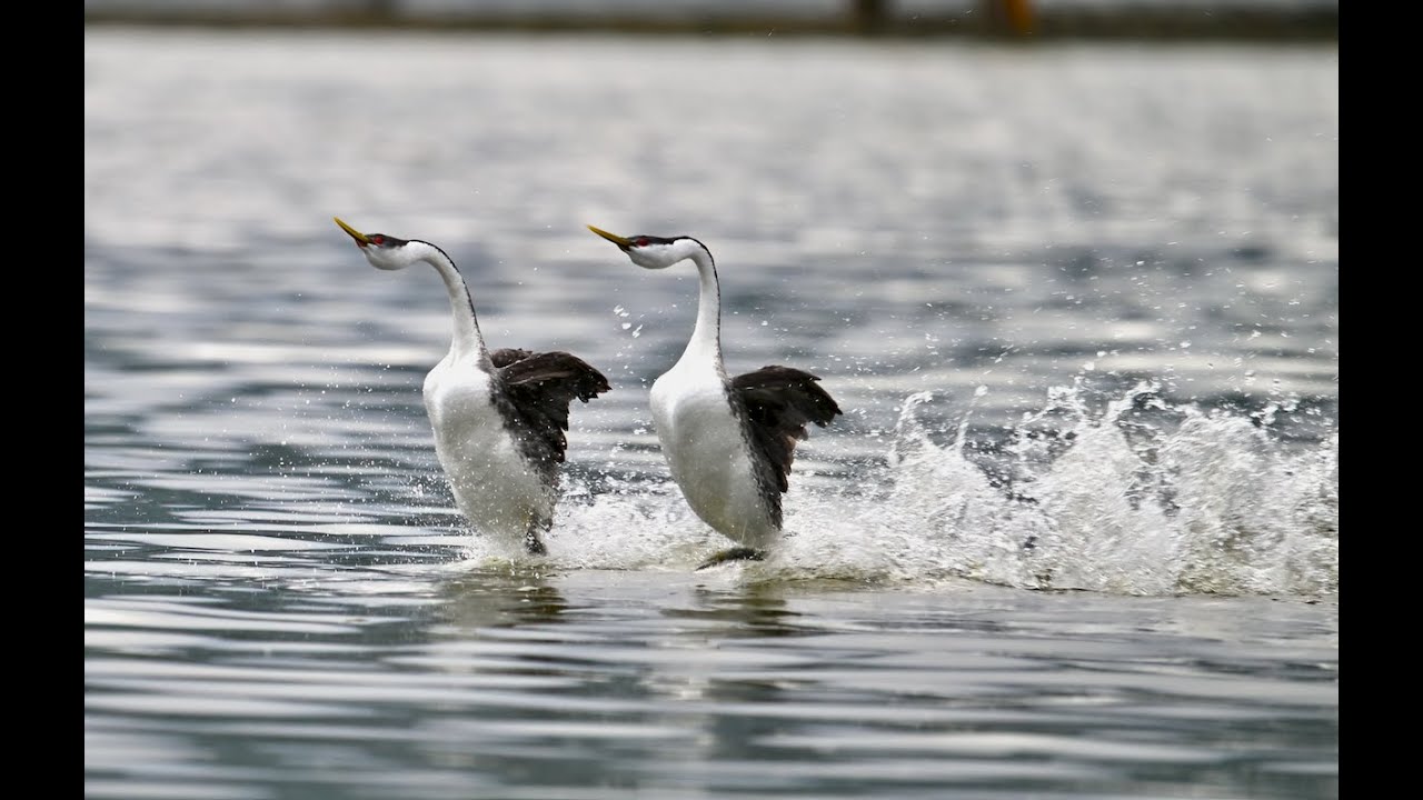 Western Grebe Courtship Dance 西鷿鷈跳求偶舞 - YouTube