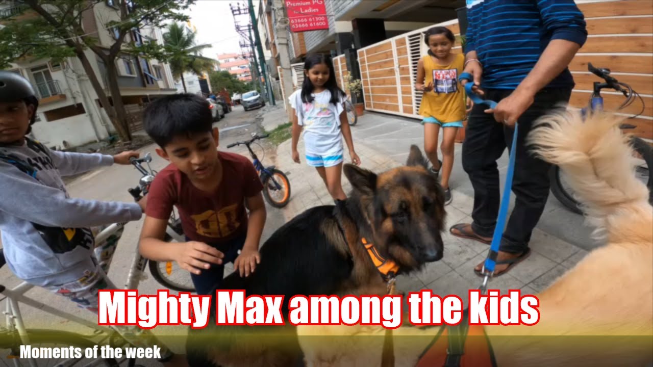 Mighty Max among the kids | Moments of the week | German Shepherd Dog ...