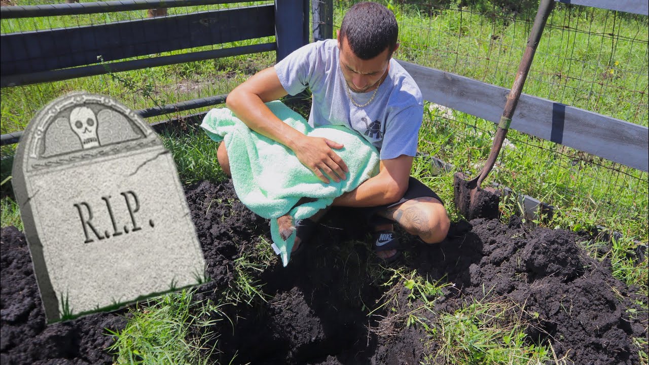 Rip Snickers - YouTube