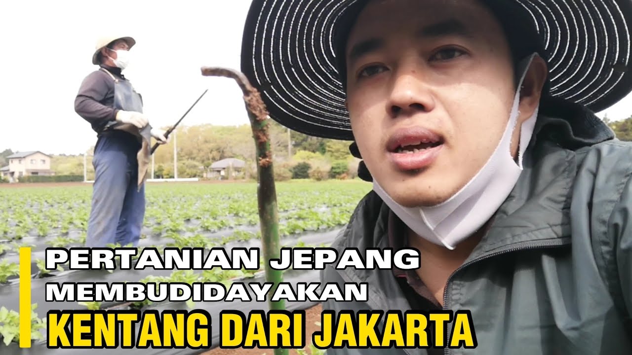 Pertanian jepang membudidayakan kentang dari jakarta l vlog pertanian ...