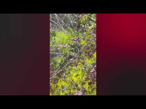 ELAZIĞ’DA KAR BEKLENİRKEN NEVRUZ ÇİÇEKLERİ AÇTI