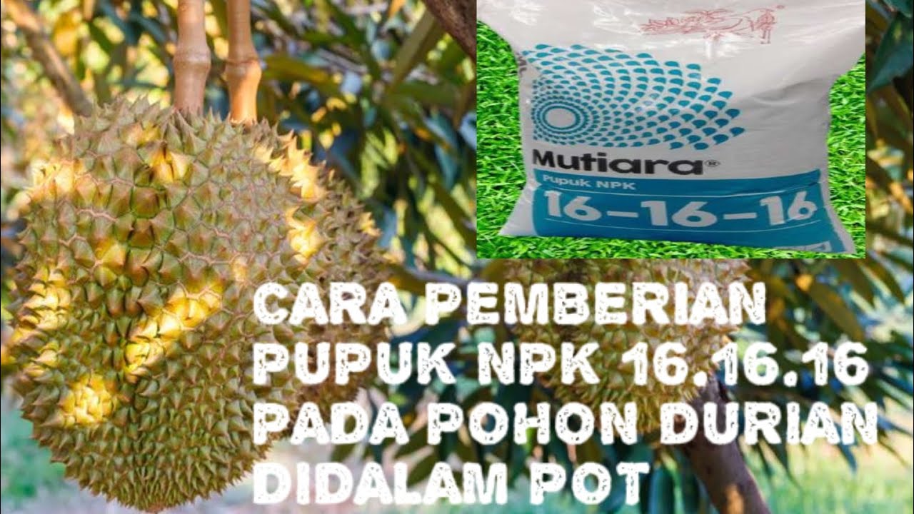 cara pemupukan pohon durian di dalam pot menggunakan pupuk mutiara NPK ...