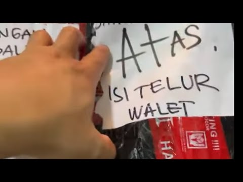 Unboxing Telur Burung Walet by PT. Koloni Walet Indonesia is live ...