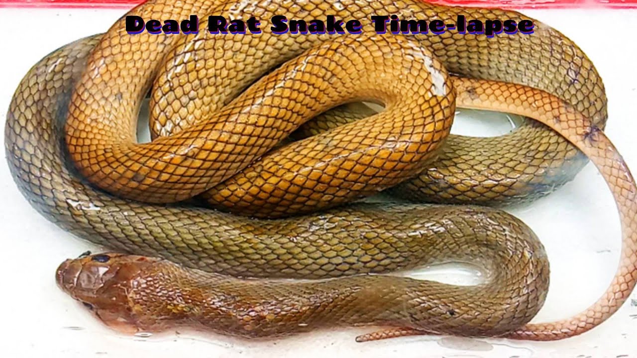 Dead Rat Snake Time-lapse - YouTube