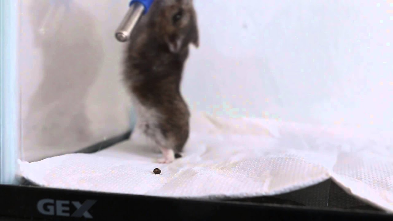 A hamster fractures her right hind leg 2/6 - YouTube