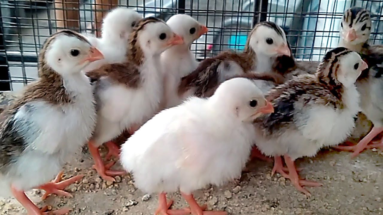 Titri China Murgi | Baby Titri | New Born Guinea chicks | china Murgi ...