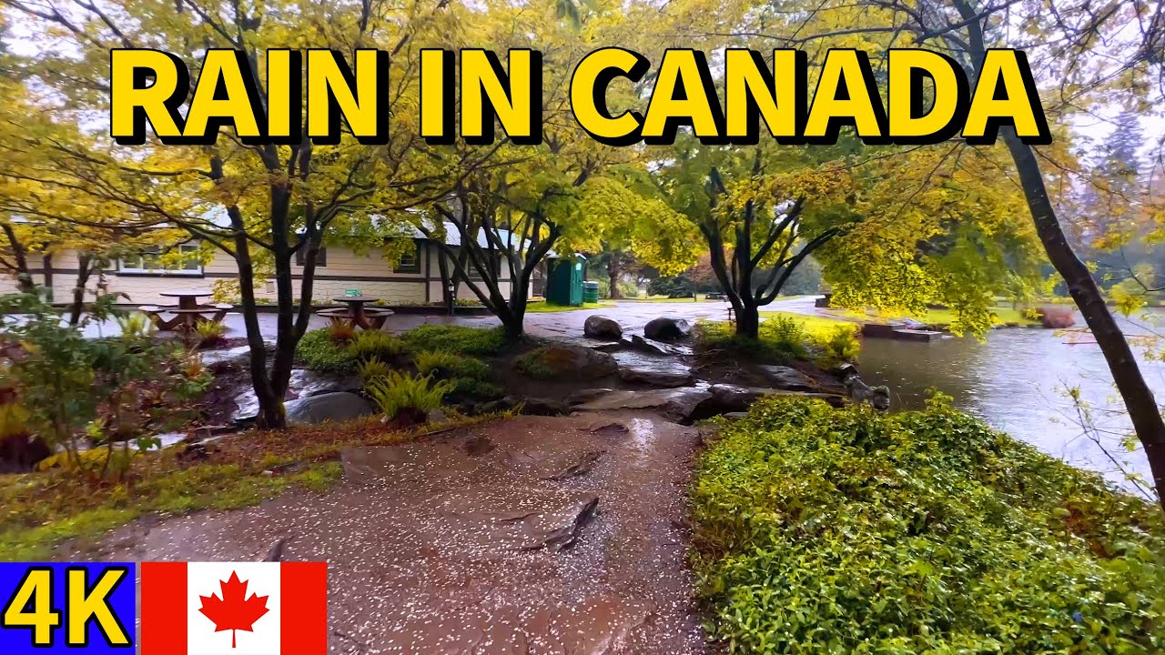 Relaxing Walk in Rainy Canada, Through the Street Covered with Cherry ...
