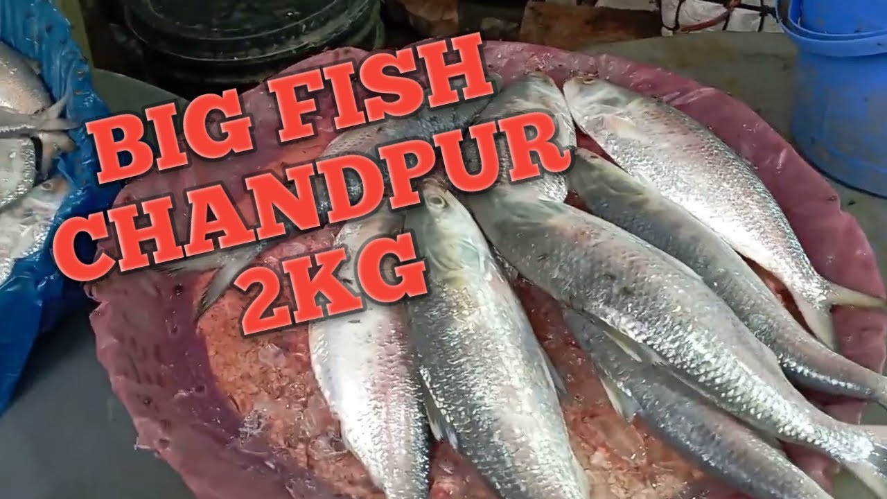 BIG FISH 🐟🎏 2 KG চাঁদপুরের বিখ্যাত ছোট বড় সাইজের ইলিশ বাজার#Taltali 🎣🐟 ...