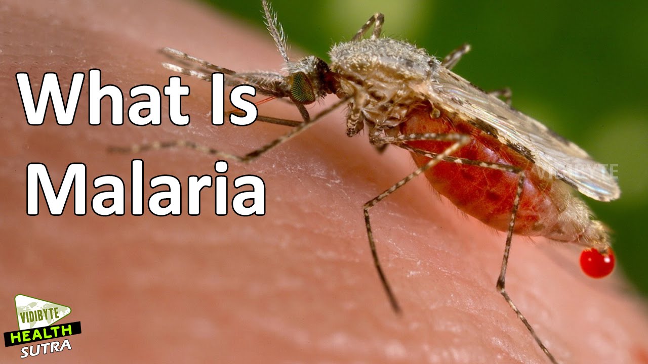 What Is Malaria? Causes and Symptoms || Health Care - YouTube
