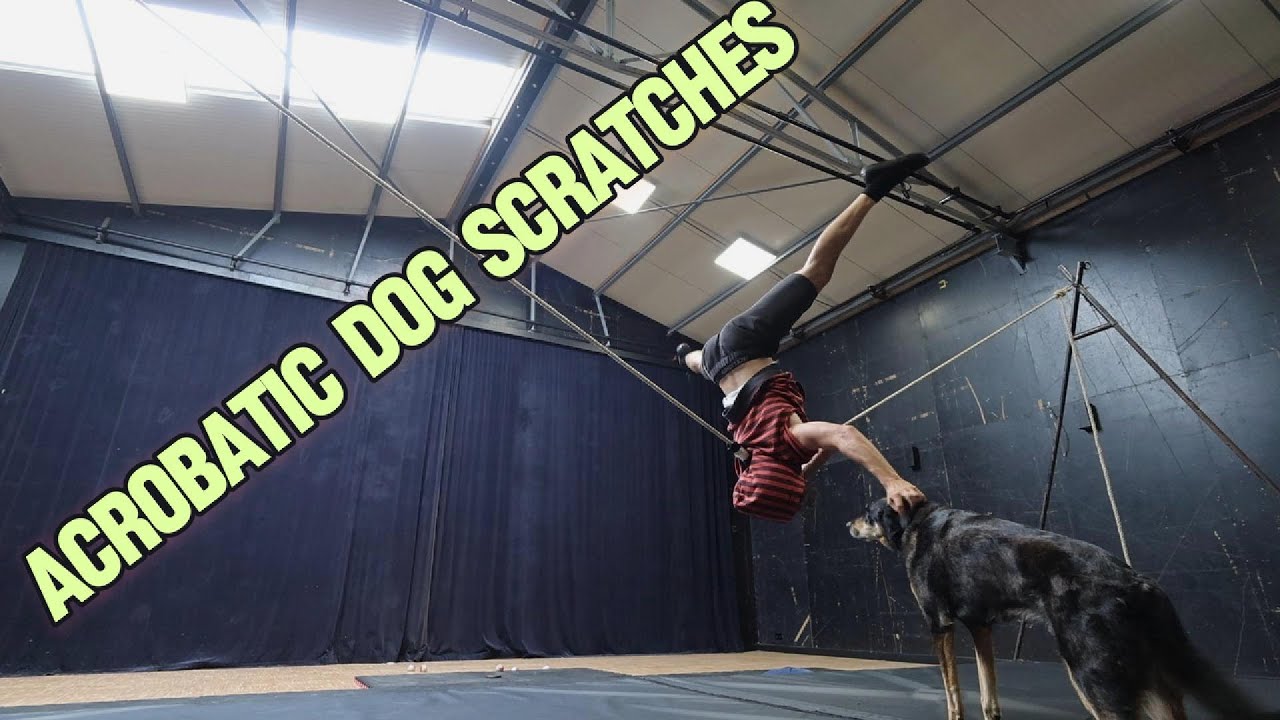 Acrobatic dog scratches - YouTube