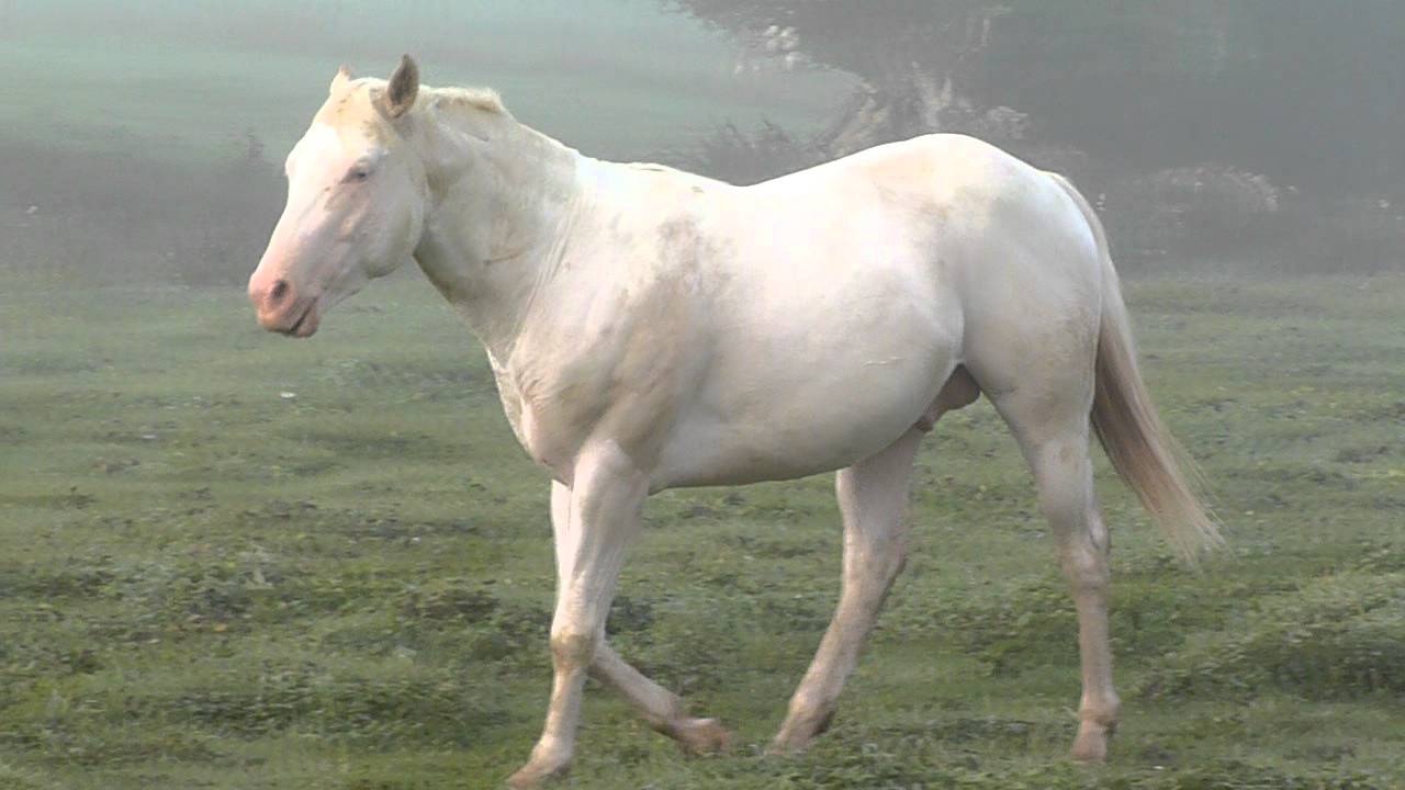 splash overo stallion.MOV - YouTube