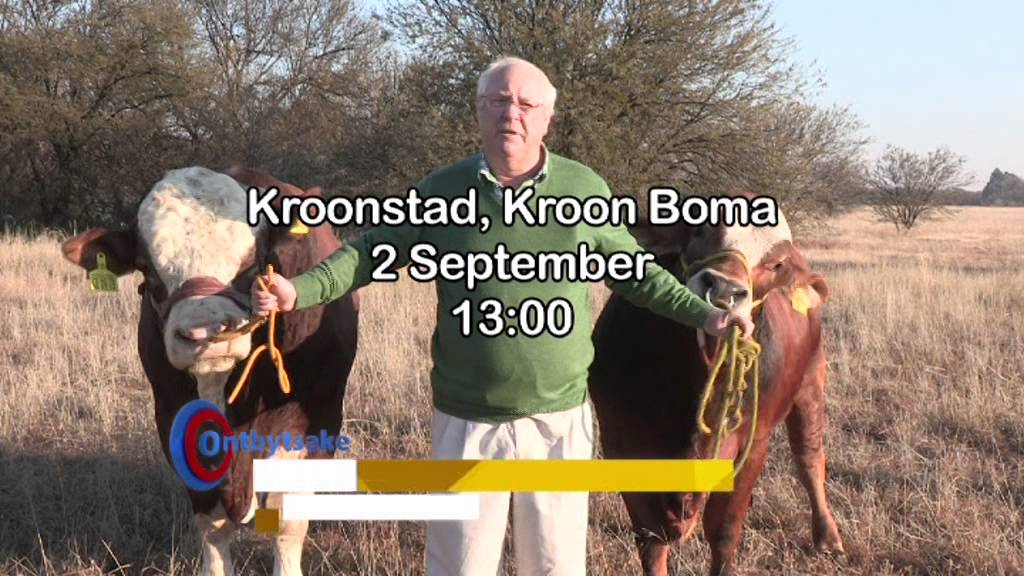 Simmentaler & Simbra op Ontbytsake - 29 & 30 Augustus 2015 - YouTube