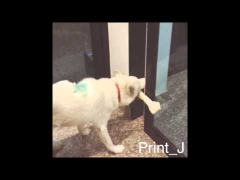 Funny Dog (Elsa) haha