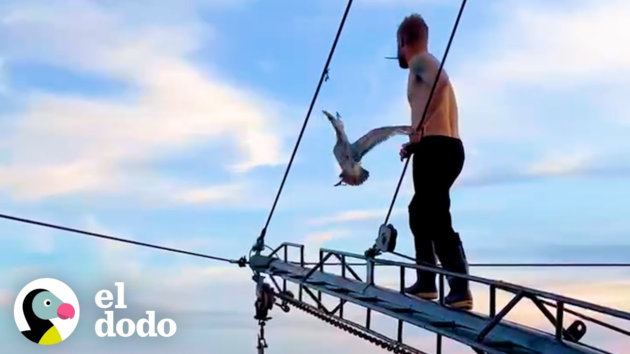 Chico en el mar salva a una gaviota | El Dodo - YouTube