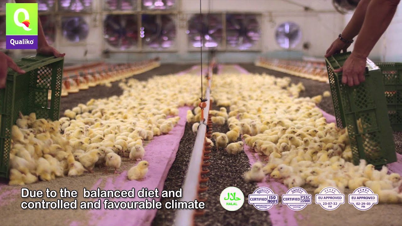 QUALIKO CHICKEN MEAT - YouTube