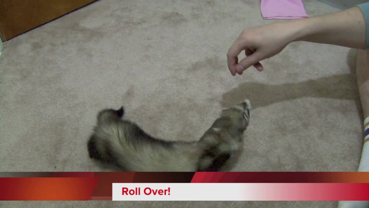 Trained Ferret Does Tricks! (HD Video) - YouTube