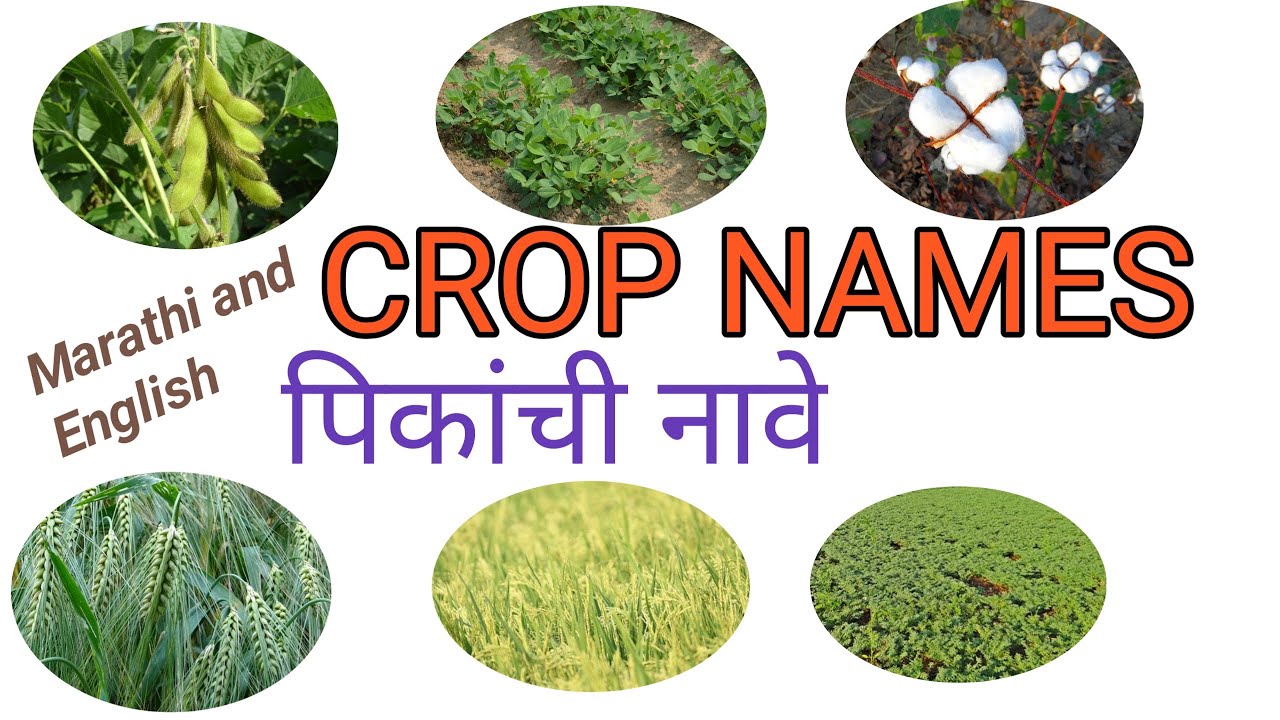 CROP NAMES IN ENGLISH AND MARATHI | PIKANCHI NAVE MARATHI AND ENGLISH ...