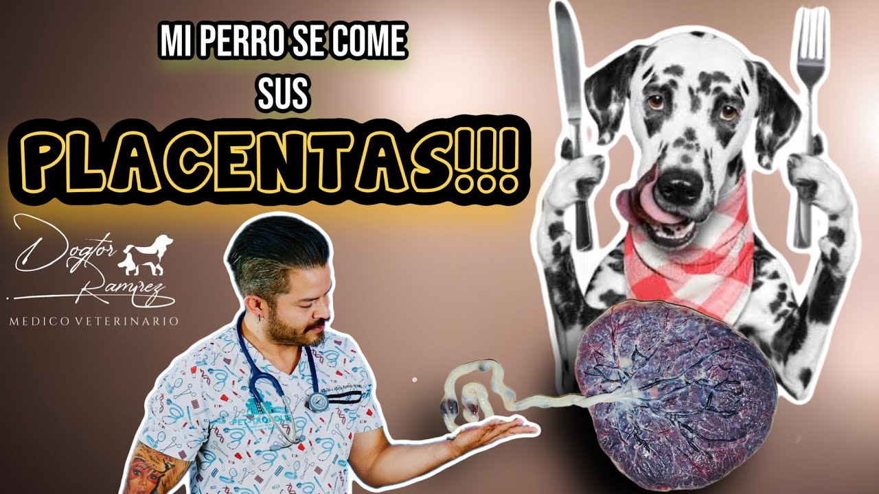 Placentofagia/ Por qué mi perro se COME sus PLACENTAS??? - YouTube