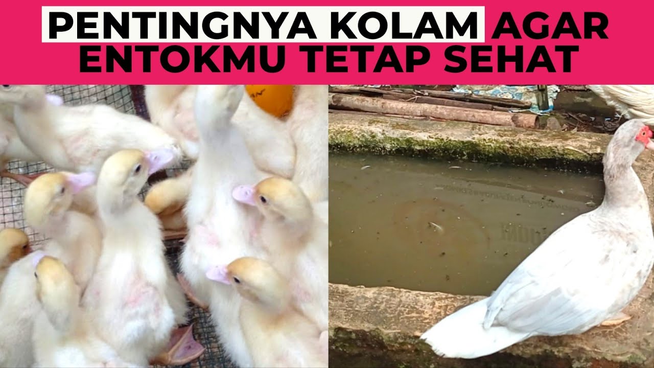 PENTING‼️ FUNGSI KOLAM UNTUK TERNAK ENTOK | ENTOK PUTIH BERSIH KARENA ...