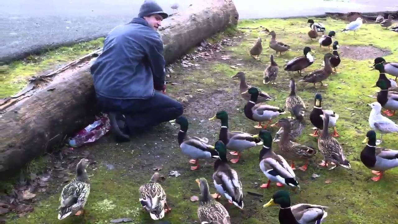 Duck petting! - YouTube