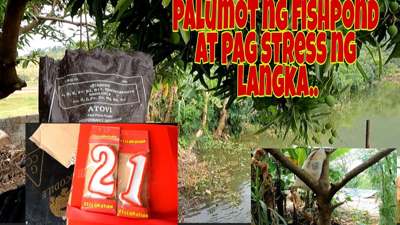 Pag palumot ng fishpond gamit ang atovi+ Happy birthday Nel Nel ...