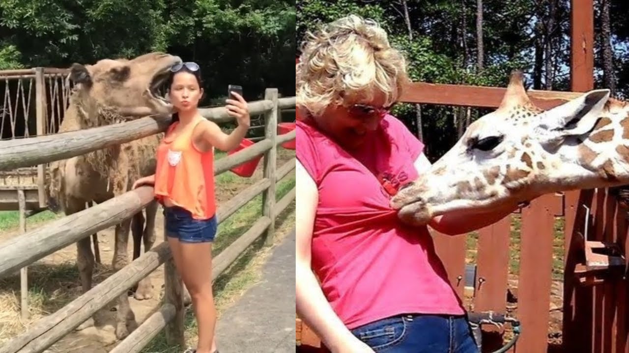 Funny Animals Attack People Reactions - Funny videos 2021 | PK Pets and ...