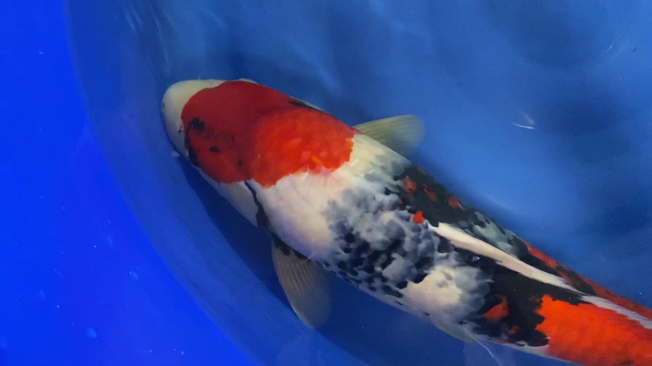 Marudo showa - YouTube