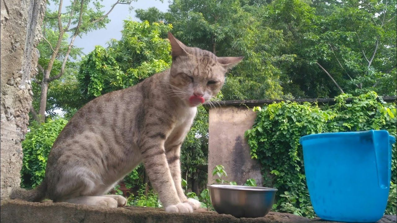 Desi cat eating pure pet cat ocean food 😋🐈🐱💕 || subscribe for more ...