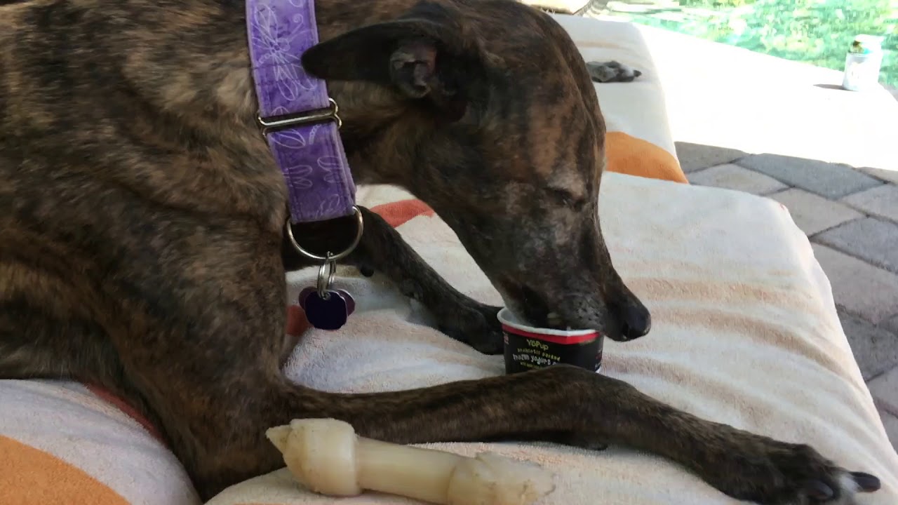 Greyhounds eating ice cream - YouTube