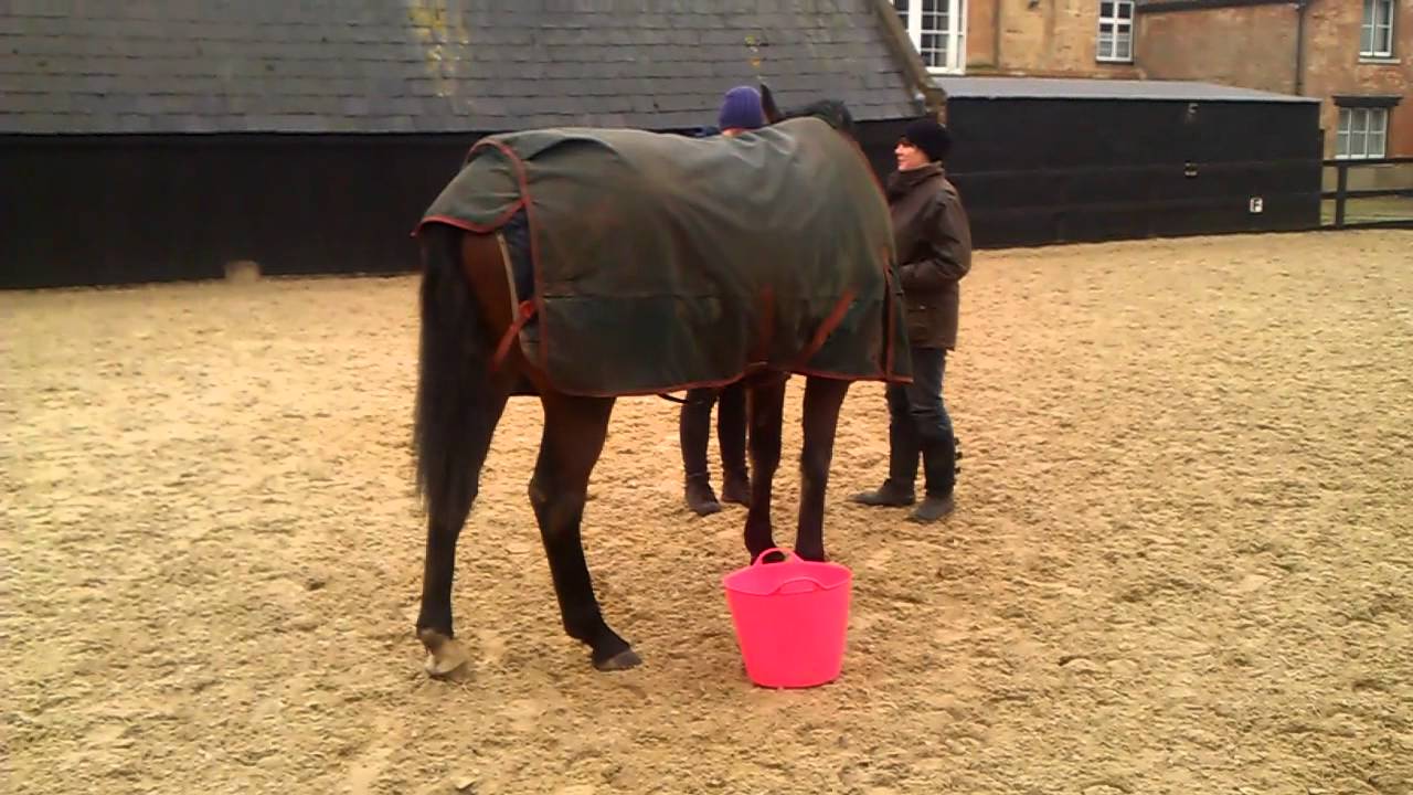 Clicker Training with Horses - Targeting a bucket B - YouTube