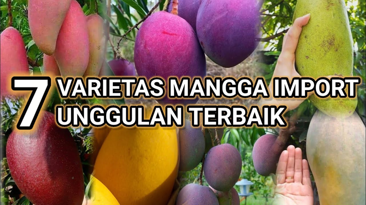7 JENIS MANGGA IMPORT TERBAIK DI DUNIA - YouTube