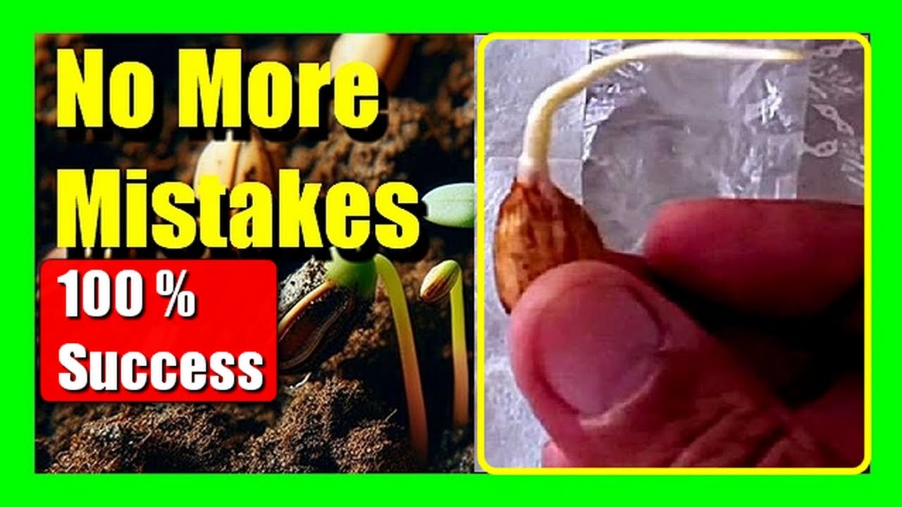 Why Seeds Fail to Germinate : Germinate Seeds With 100% Success - YouTube