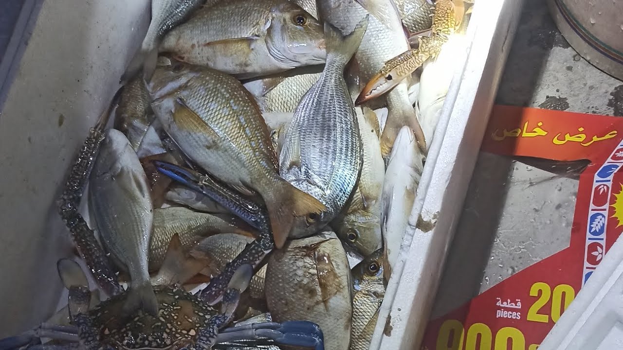 Fishing 🎣 hunter in Kuwait - YouTube