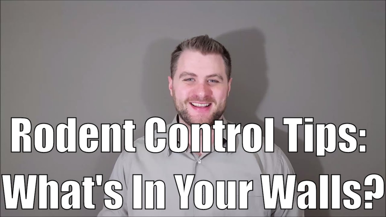 Rodent Control Tips: What's In My Walls? - YouTube