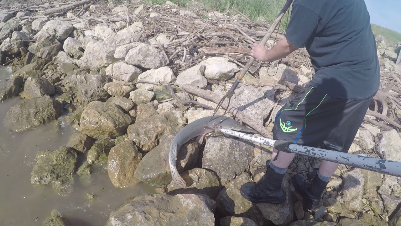 Gigging a HUGE Killer GAR!! - YouTube