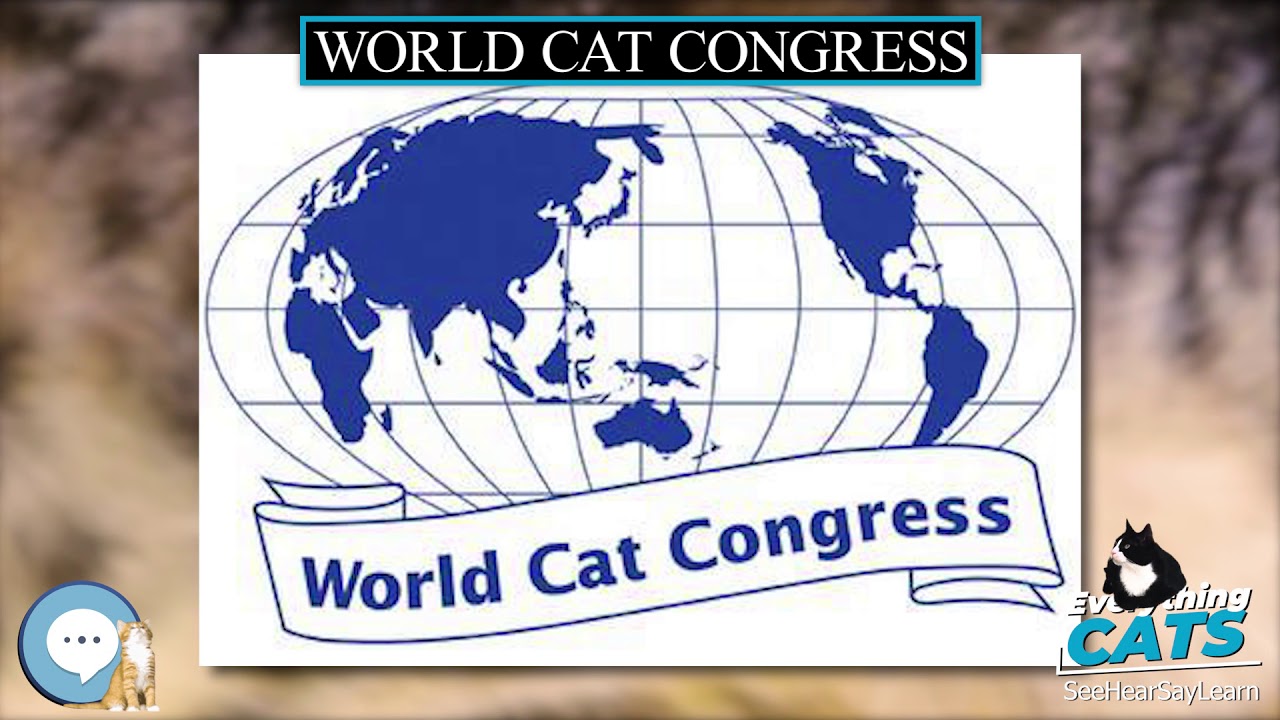 World Cat Congress 🐱🦁🐯 EVERYTHING CATS 🐯🦁🐱 - YouTube