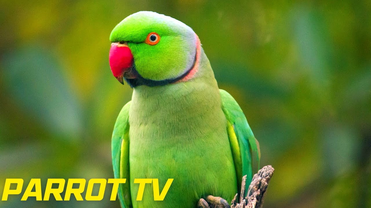 Meet My Indian Ring Neck Parrot and Hear His Real Voice! - YouTube