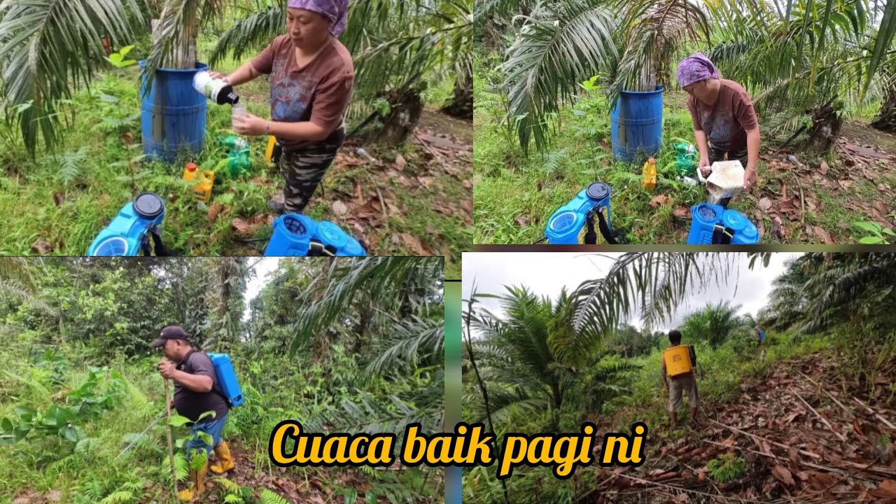 MERACUN RUMPUT KEBUN SAWIT LEPAS 1 JAM HUJAN TURUN #ukaisenangkasenang ...