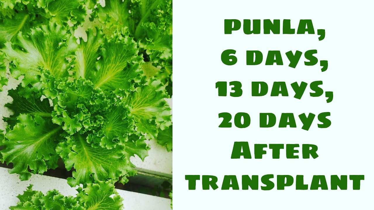 Lettuce Punla, 6 days, 13 days at 20 days after transplant. September ...