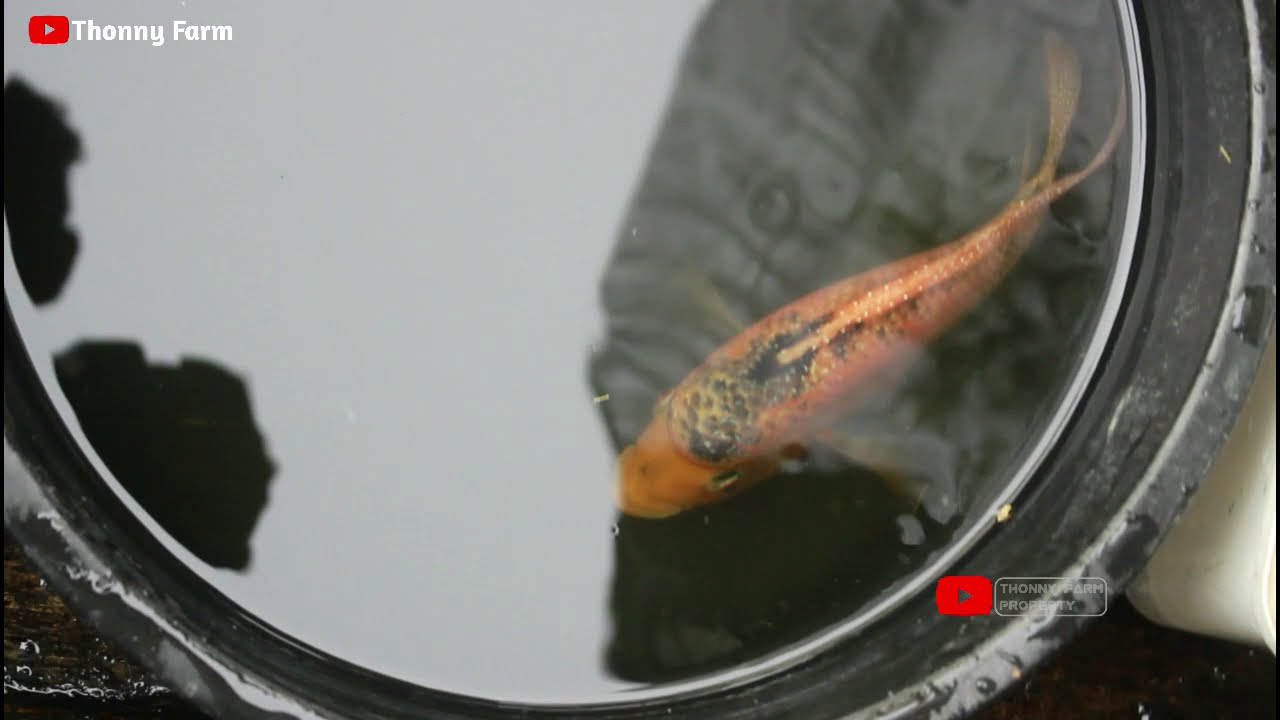 Ikan Hias Mahal Ikan Lohan & Toman (toman fish and lohan fish are ...
