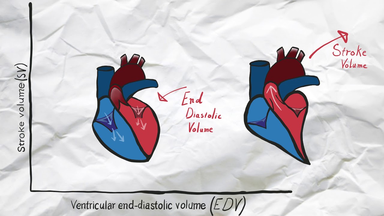 Frank-Starling Law of the Heart - Alchemy Learning - YouTube