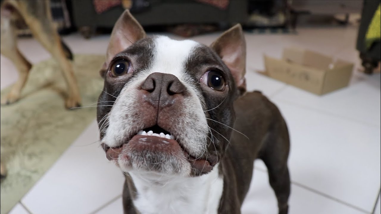 He's a mini Pit Bull!! - YouTube