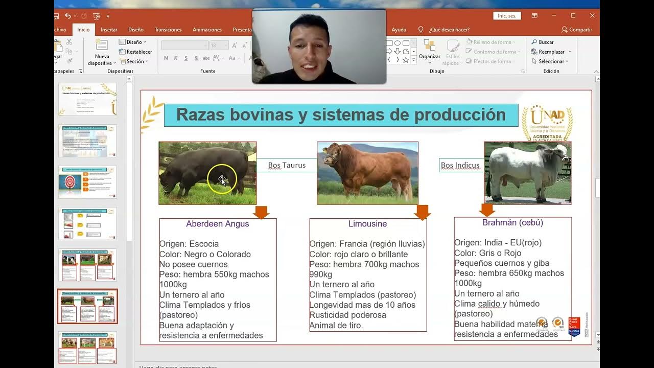 Razas bovinas y sistemas de produccion - YouTube