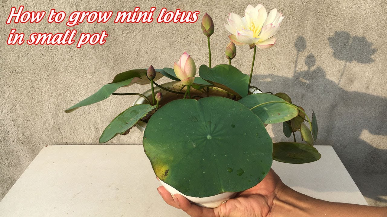 How to grow and care for mini lotus in small pots, full of information ...