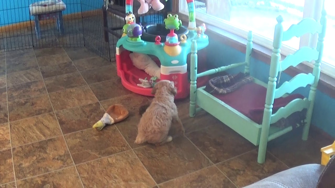 Leo and Levi update video (8 week old cockapoo puppies) - YouTube