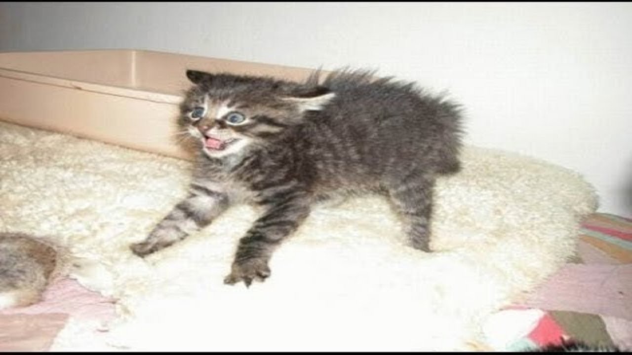 Top 200 funny actions of crazy cats Fails Compilation ! Crazy Cats ...