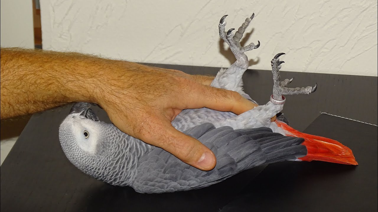 Rosey the African Grey parrot - "The Original Feather Duster" - YouTube