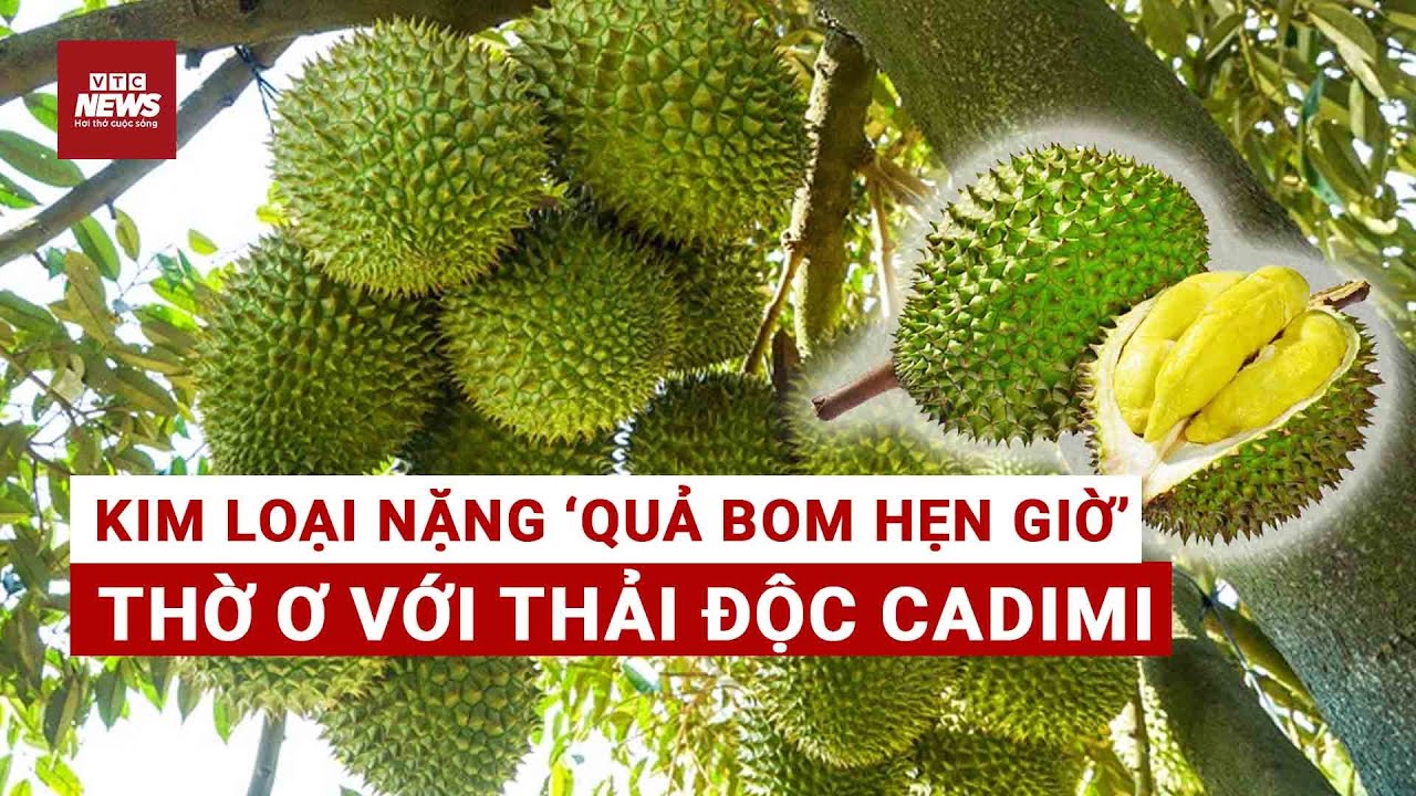 Cadimi ‘quả bom hẹn giờ’: Sầu riêng Việt có nguy cơ ‘chết yểu’ trên thị ...