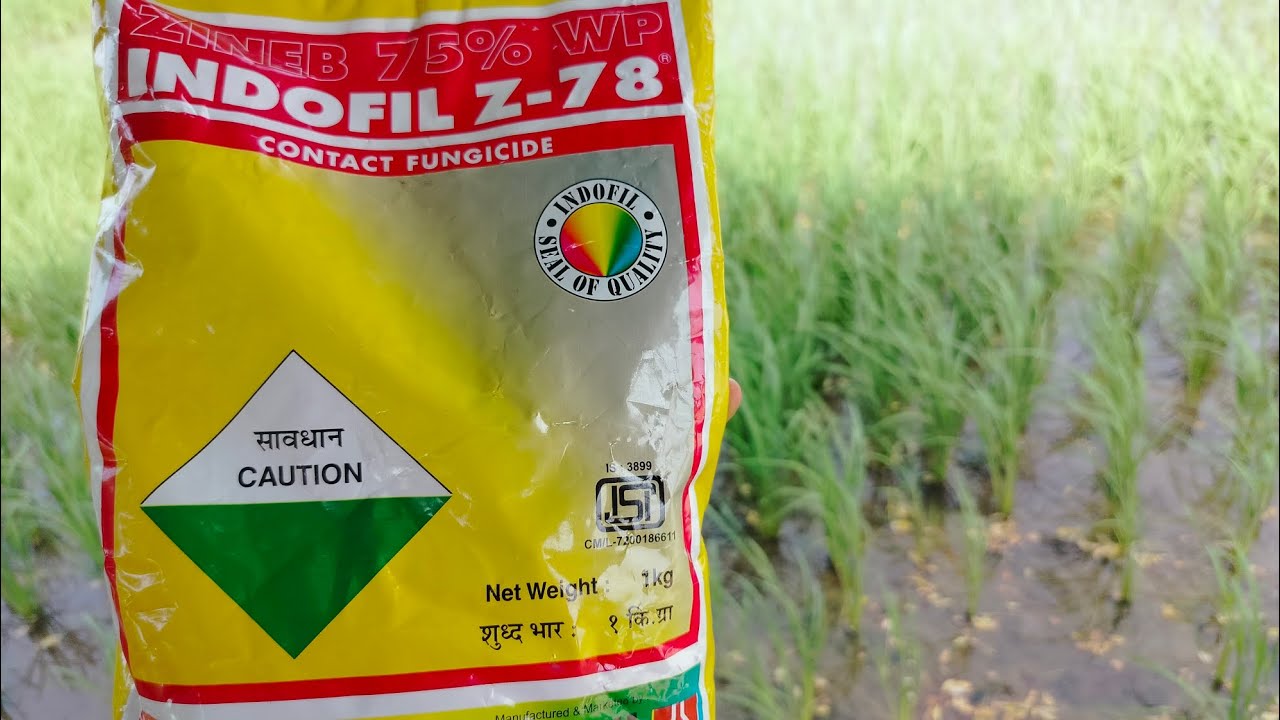 ZINEB 75% WP INDOFIL Z-78 Contact Fungicide - YouTube