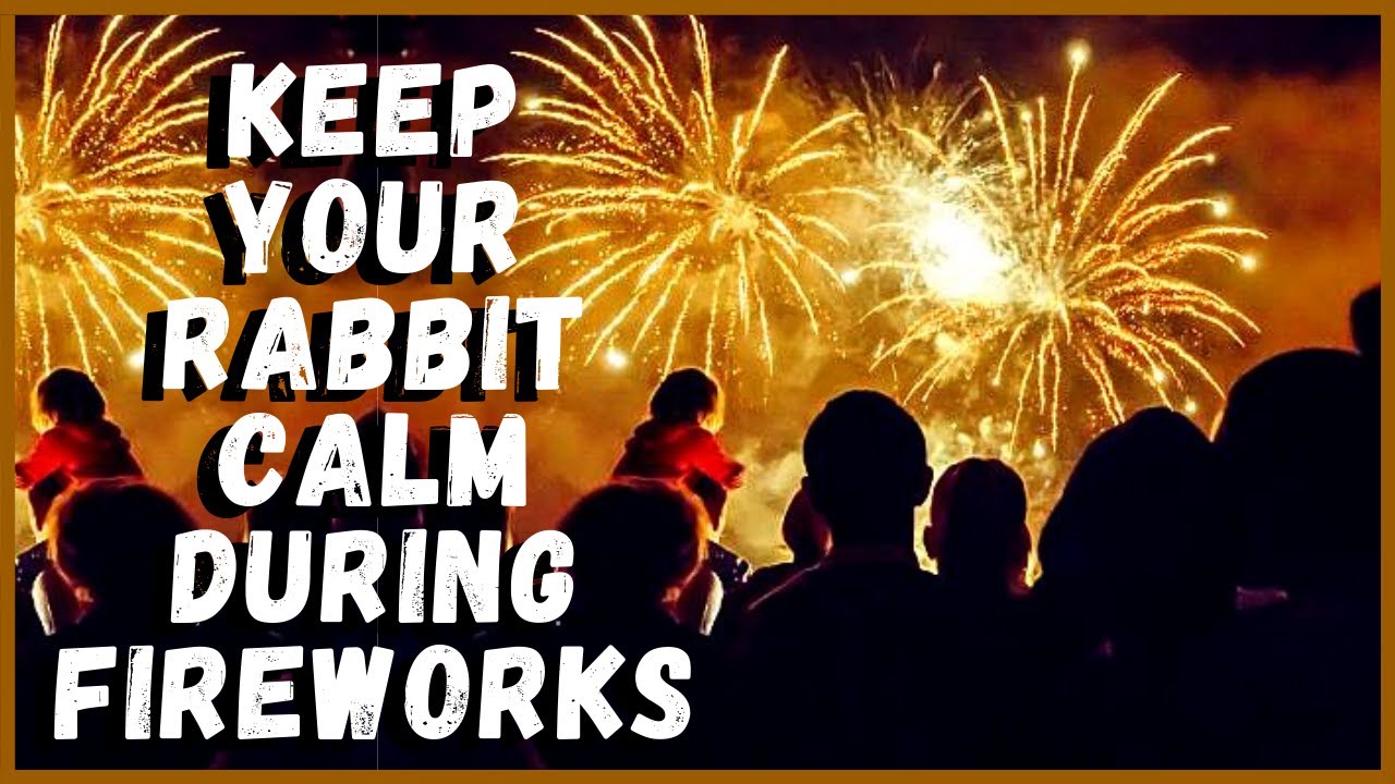 Keep Your Rabbit Calm During Fireworks - YouTube